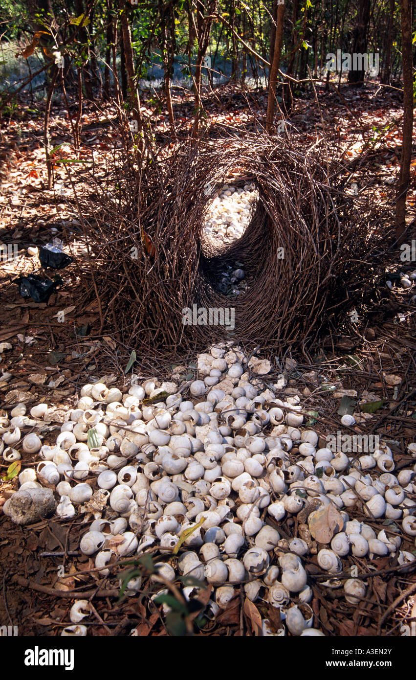 Bower of Great bower bird Douglas Daly River region Top End Northern ...