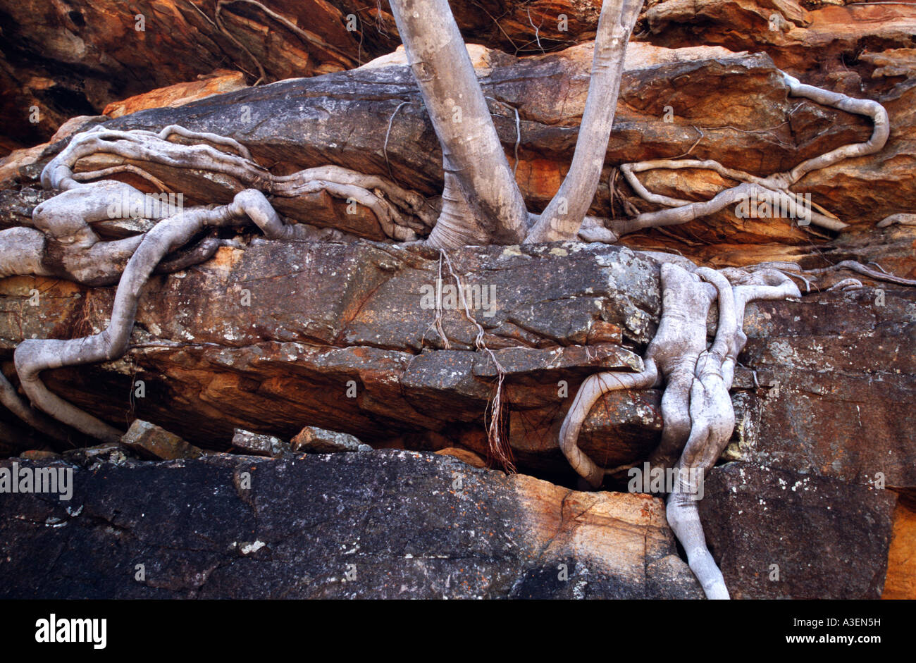 Finding your roots hi-res stock photography and images - Alamy