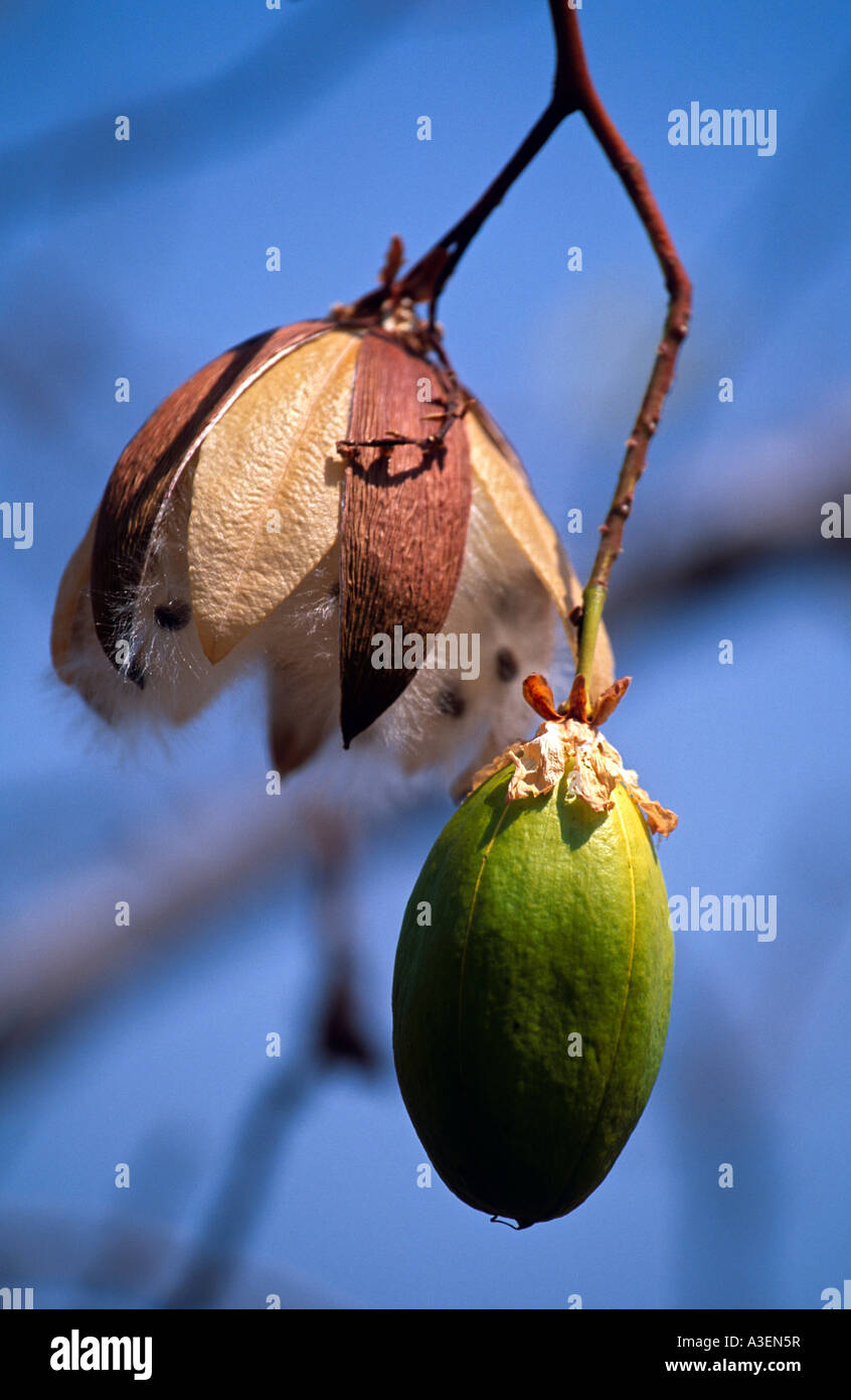 Fruit and burst seed pod of Kapok tree Calder River Kimberley Region ...
