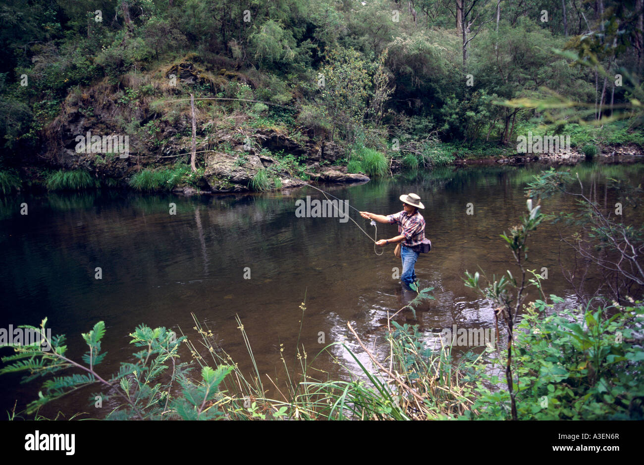Fly fishing for trout Delatite River near Mansfield Victorian Alps NE ...