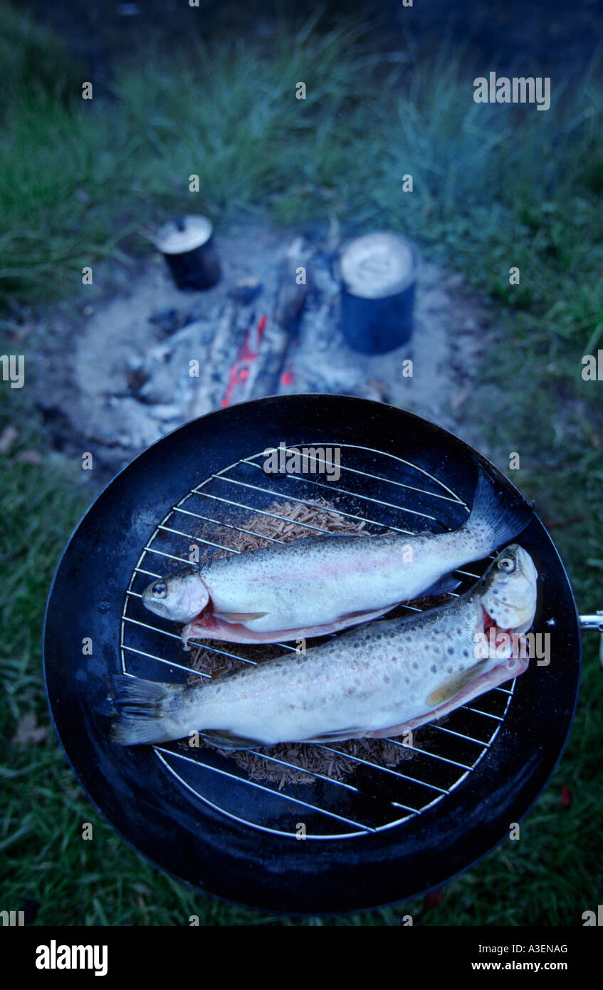 Brown and rainbow trout ready for smoking over campfire, NE Victoria ...