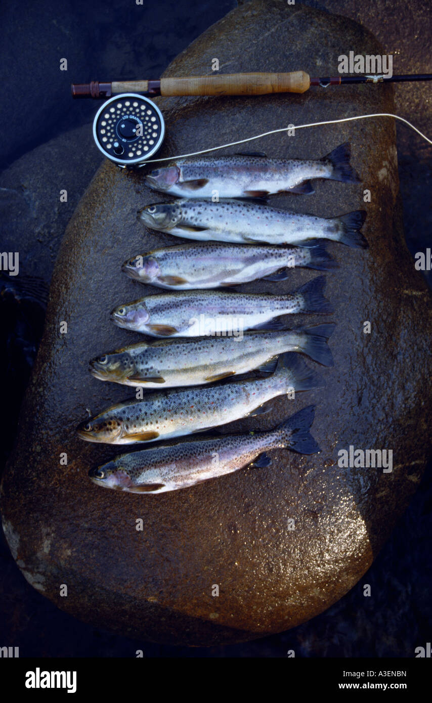 Brown and rainbow trout Howqua River near Mansfield Southern Alps NE ...