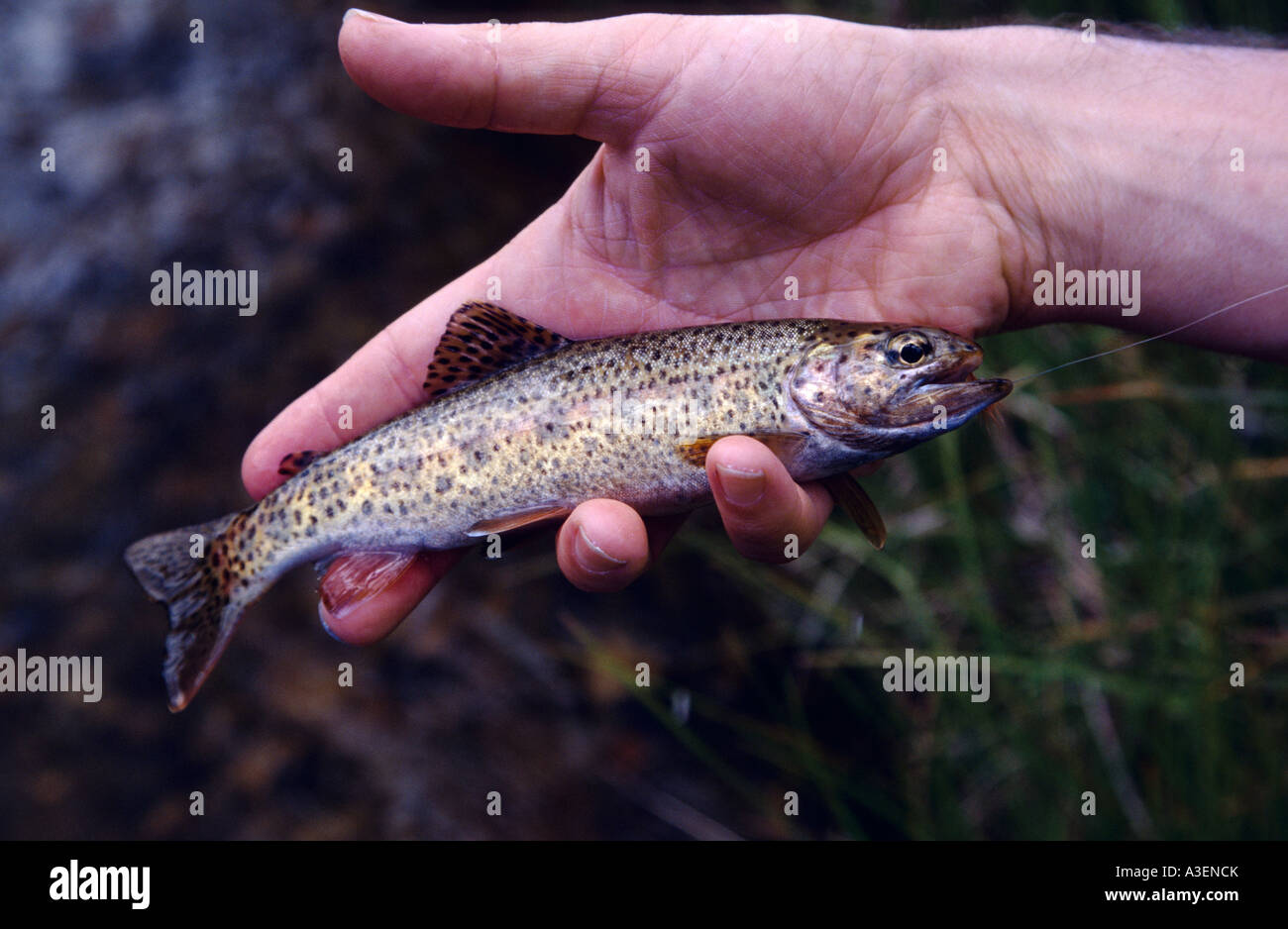 Australia fish spots hi-res stock photography and images - Alamy