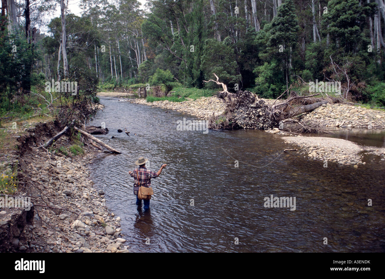 Fly fishing for trout Howqua River near Merrijig Victorian Alps NE ...