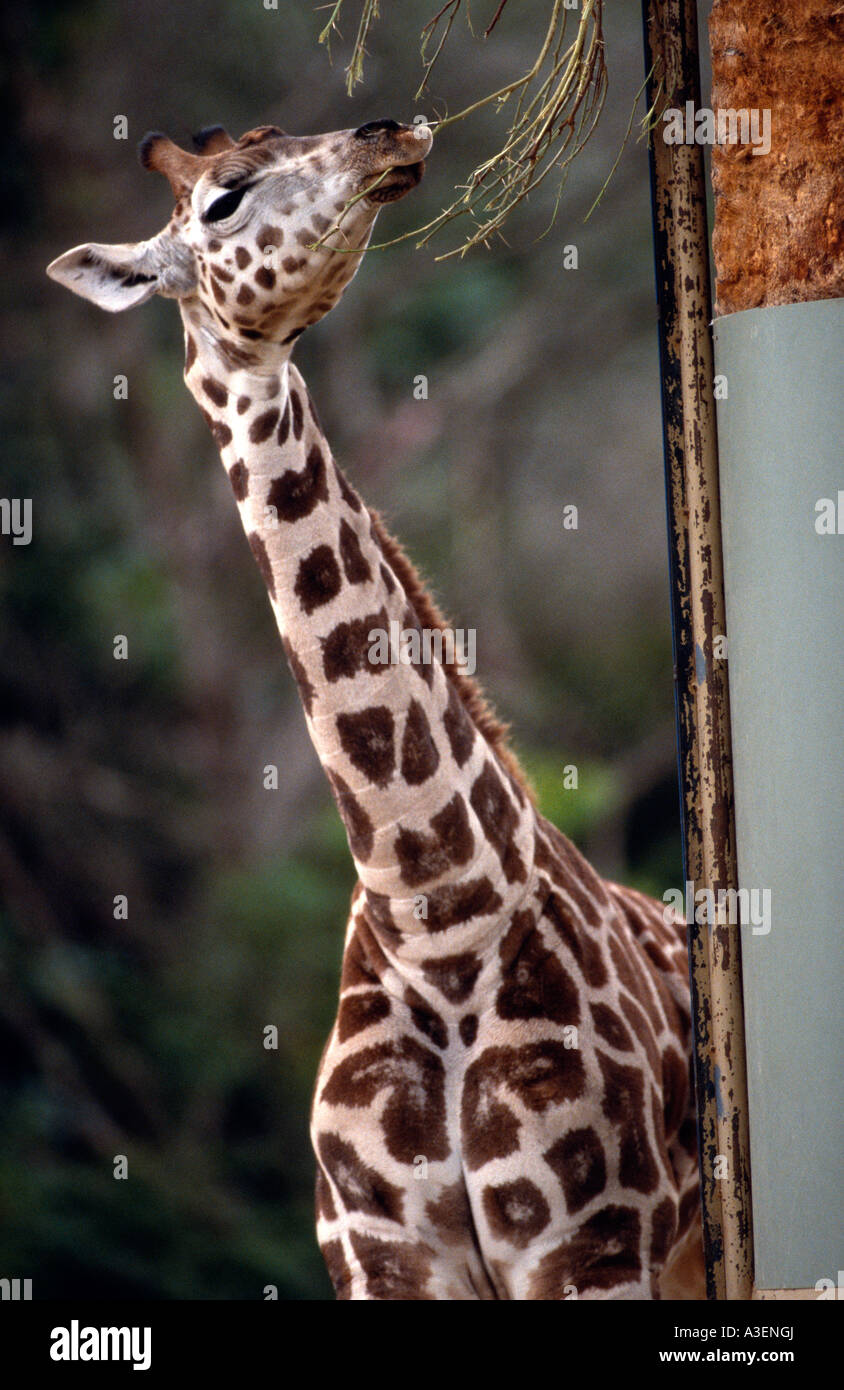 Rothschild's Giraffe, Melbourne Zoo, Victoria, Australia Stock Photo ...