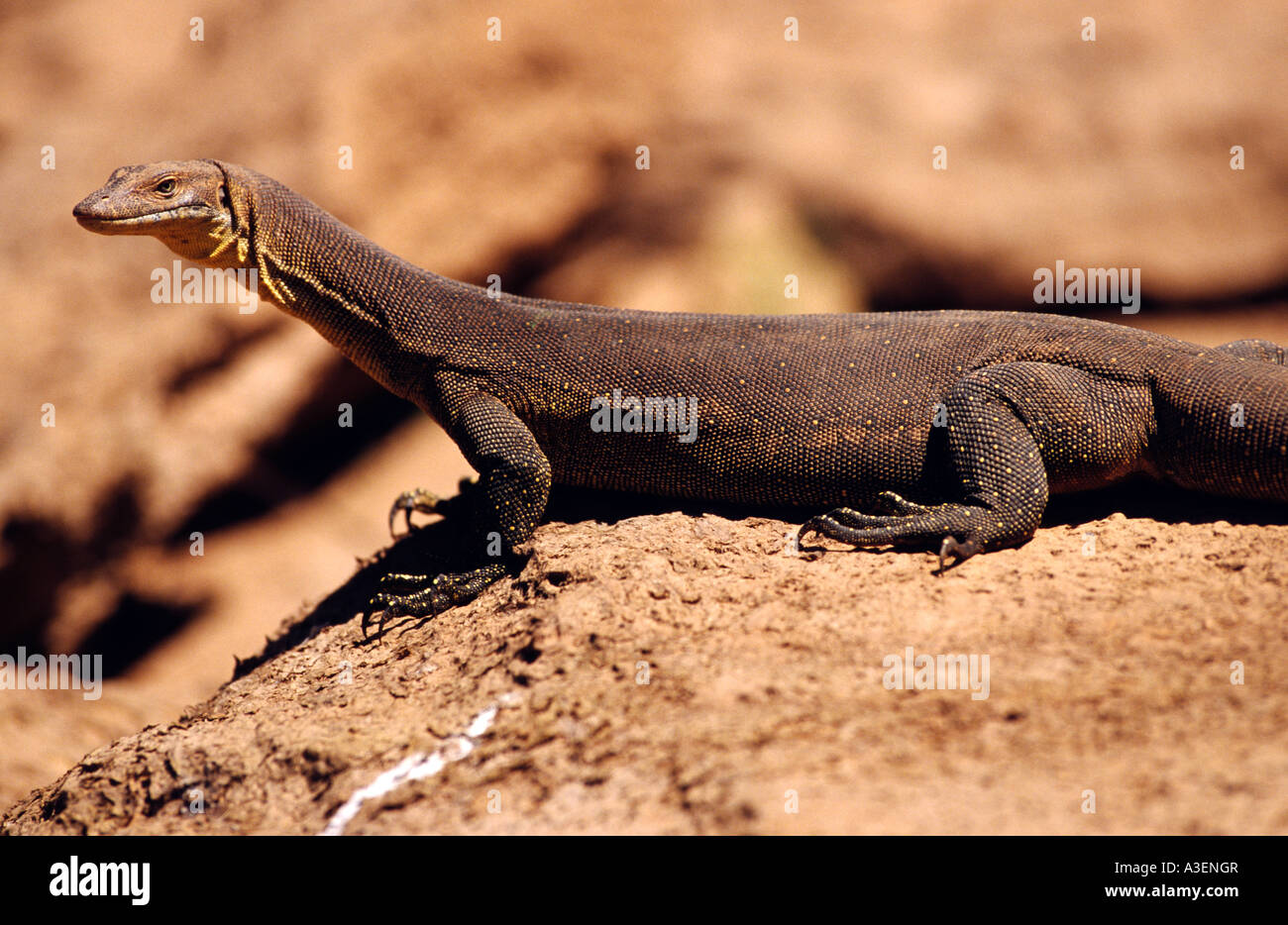 Australian reptile hi-res stock photography and images - Alamy