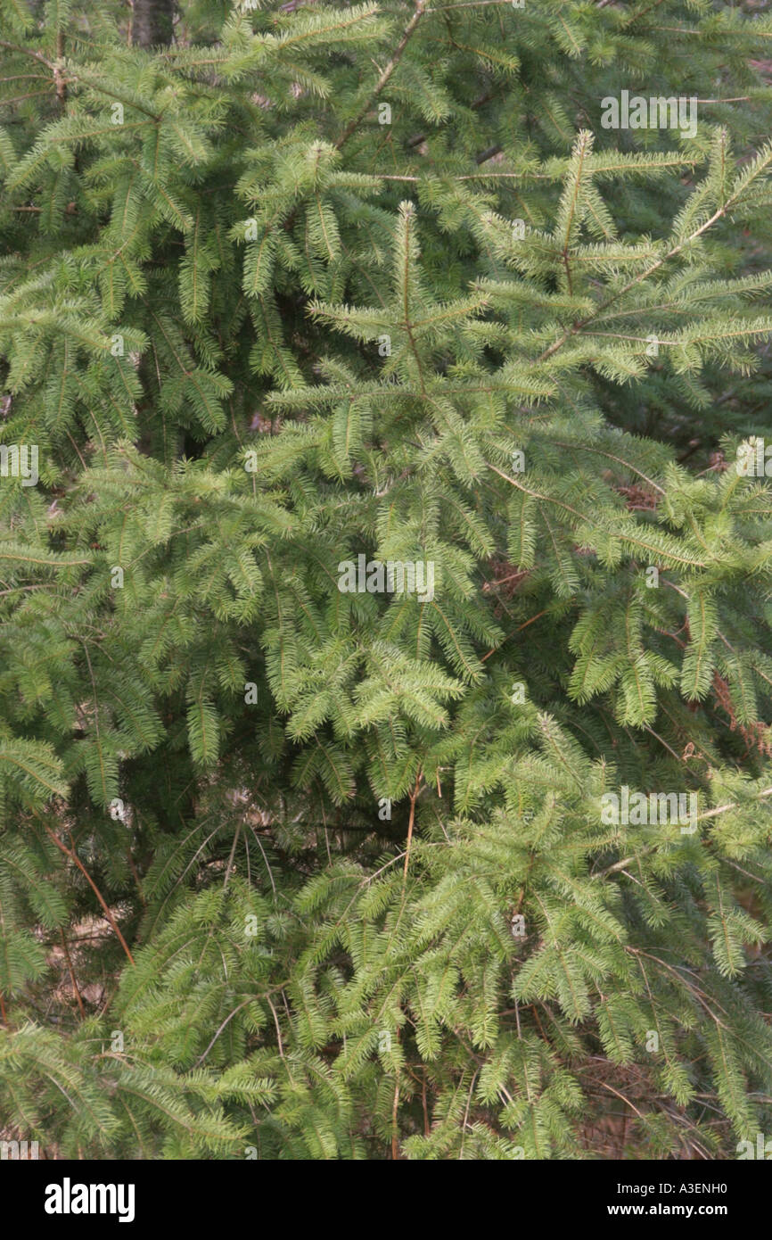 Rhiwperra hi-res stock photography and images - Alamy