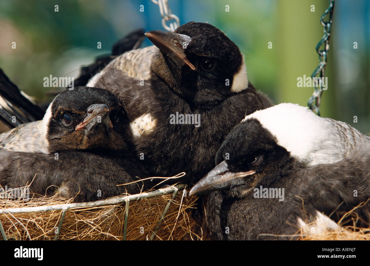 Australian baby magpie hi-res stock photography and images - Alamy
