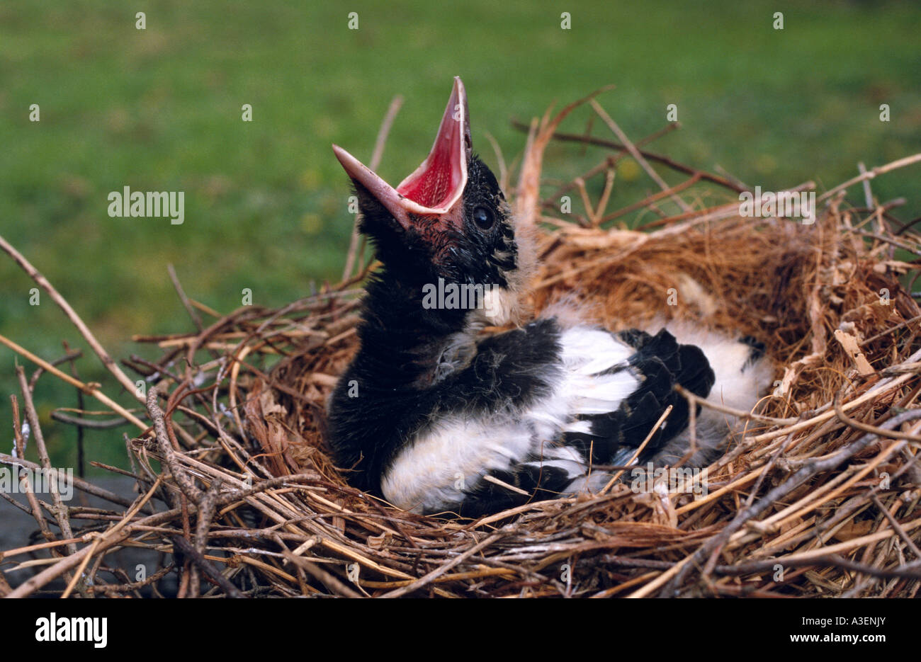 Australian baby magpie hi-res stock photography and images - Alamy