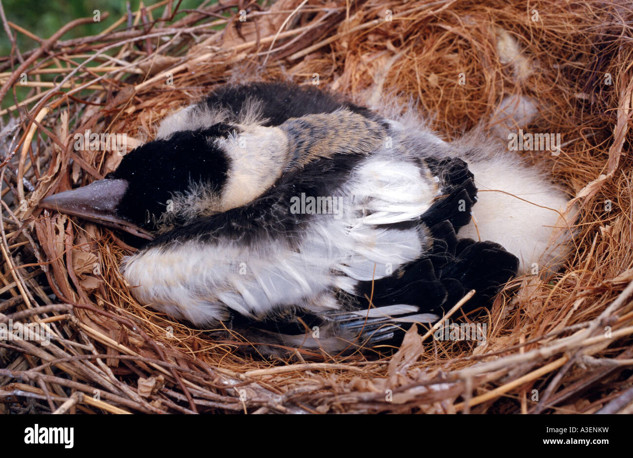 Close up australian magpie bird head hi-res stock photography and ...
