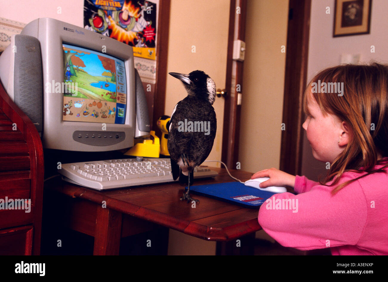 Magpie pet hi-res stock photography and images - Alamy