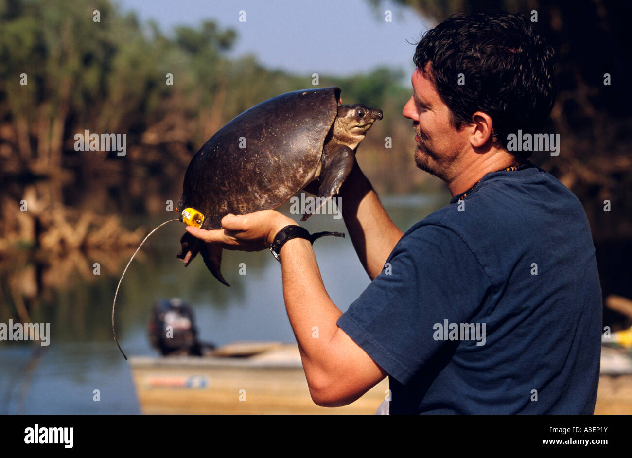 Pignose Turtle, Northern Australia Stock Photo - Alamy