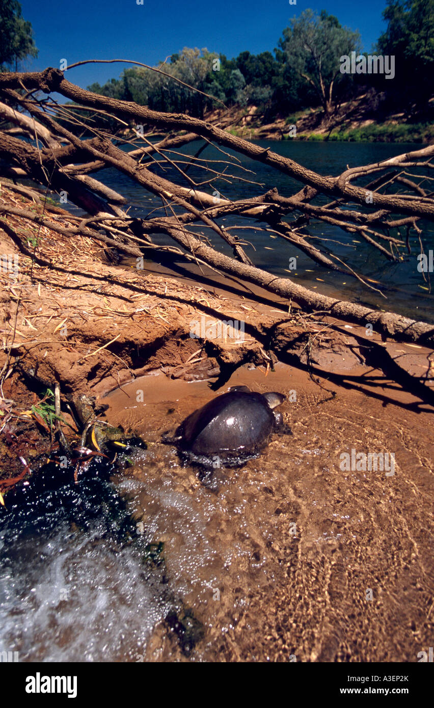 Pignose Turtle, Northern Australia Stock Photo - Alamy