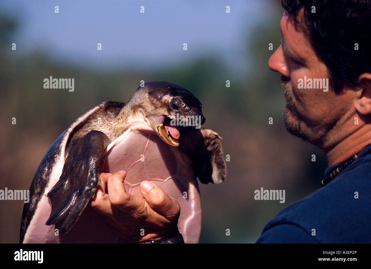 Pignose hi-res stock photography and images - Alamy