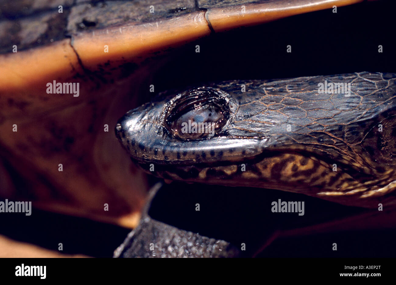Long-necked turtle, Northern Australia Stock Photo - Alamy
