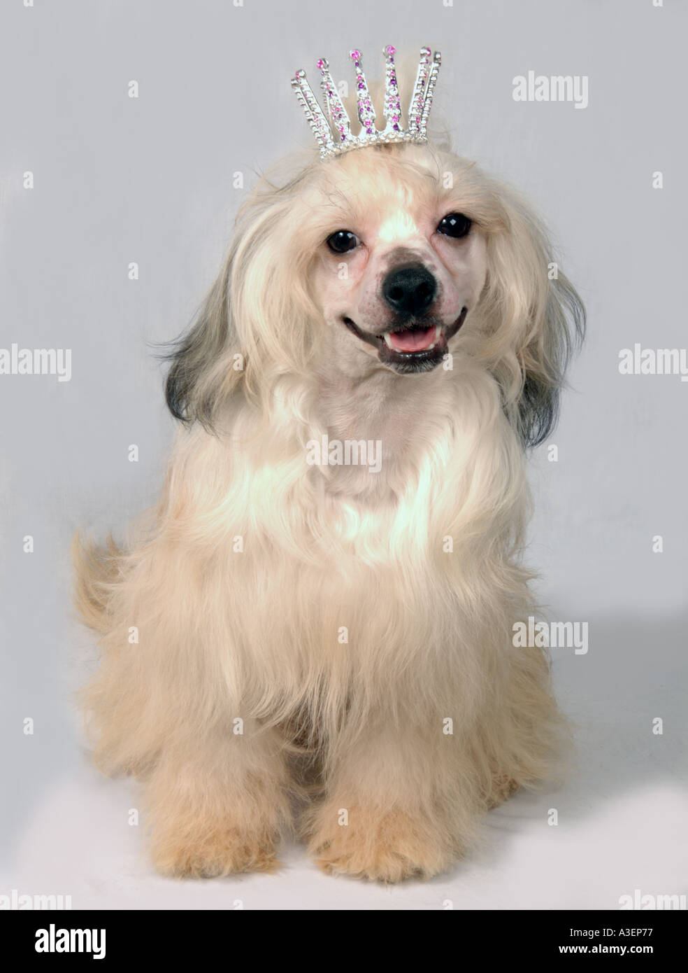 powder puff dog Stock Photo - Alamy
