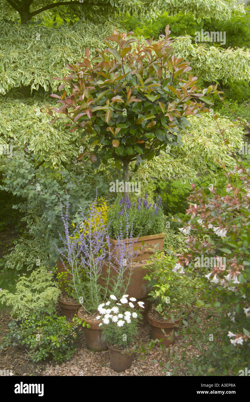 Standard Plants High Resolution Stock Photography and Images - Alamy