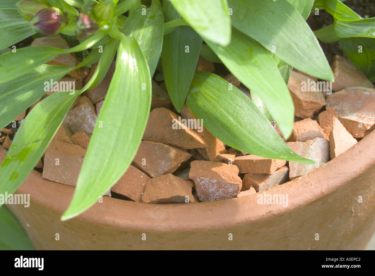 Broken Pot With Plant High Resolution Stock Photography and Images - Alamy
