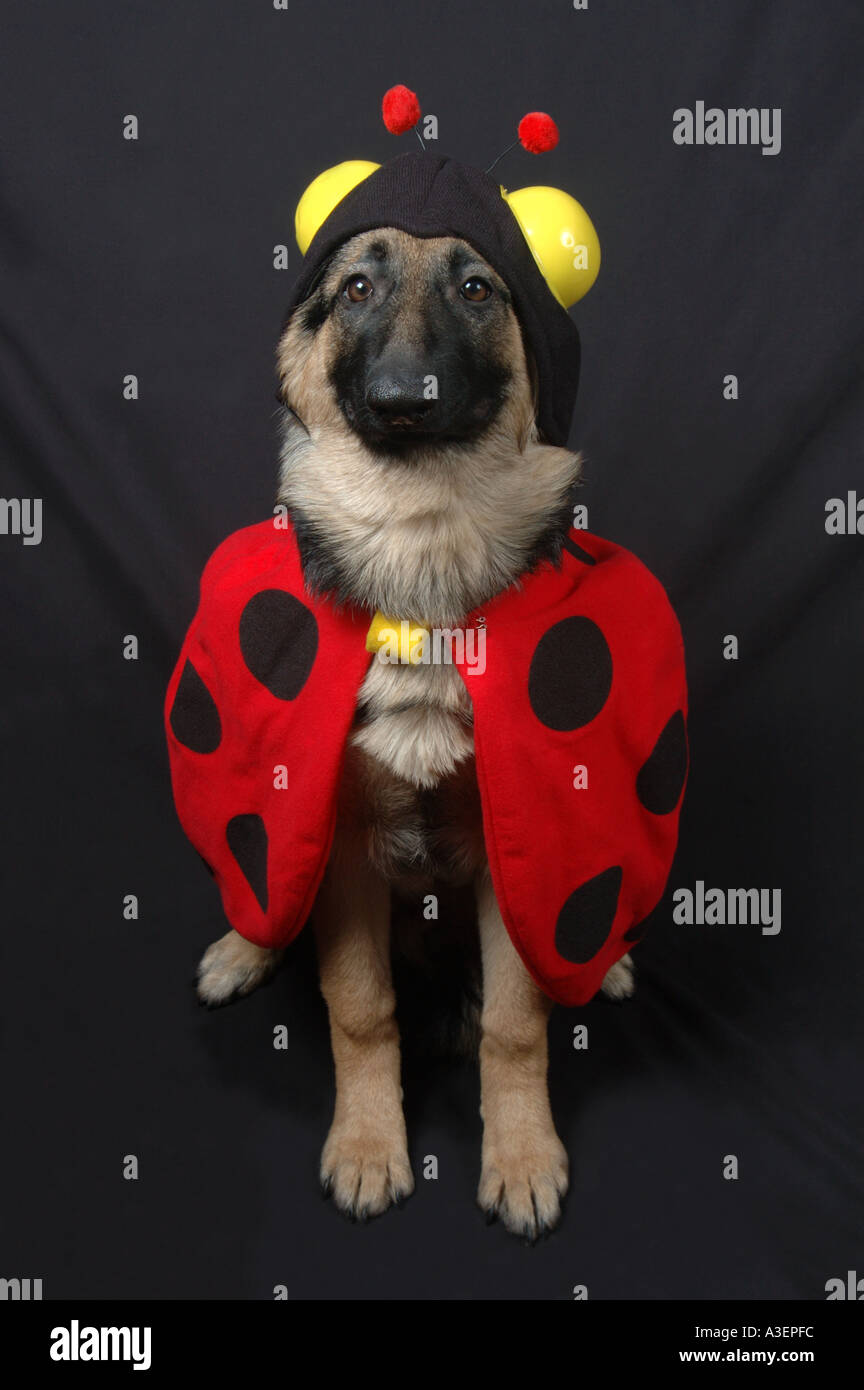 Its a bugs life Stock Photo - Alamy