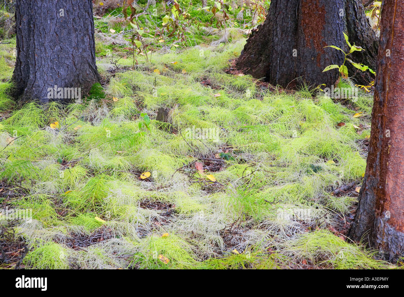 White pine seedlings Stock Photo - Alamy