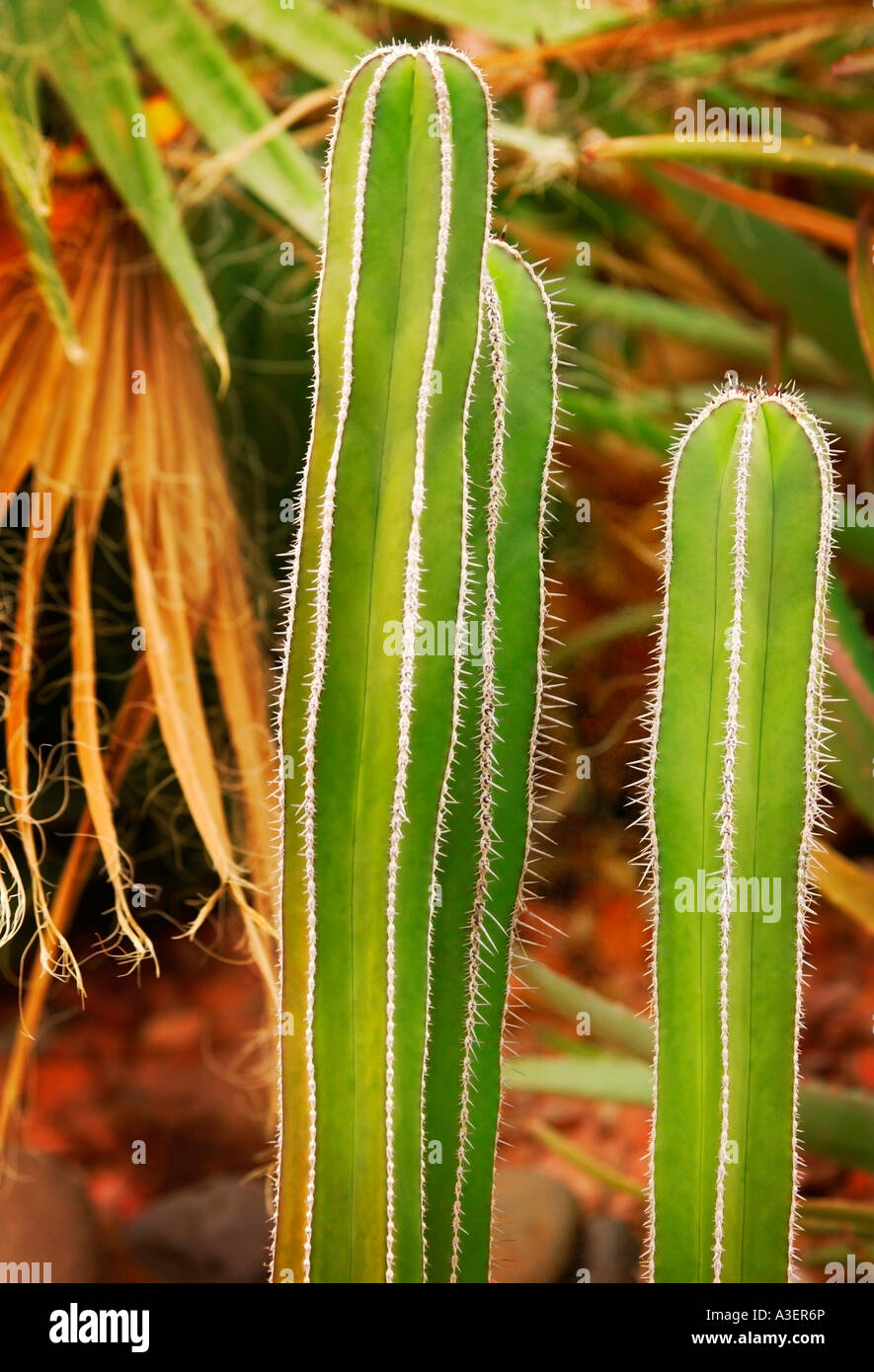Cacti outdoor hi-res stock photography and images - Alamy