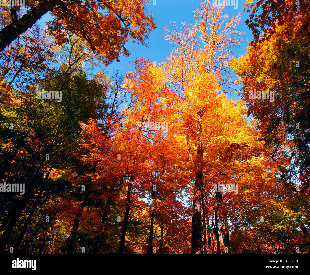 Trees in autumn Stock Photo - Alamy