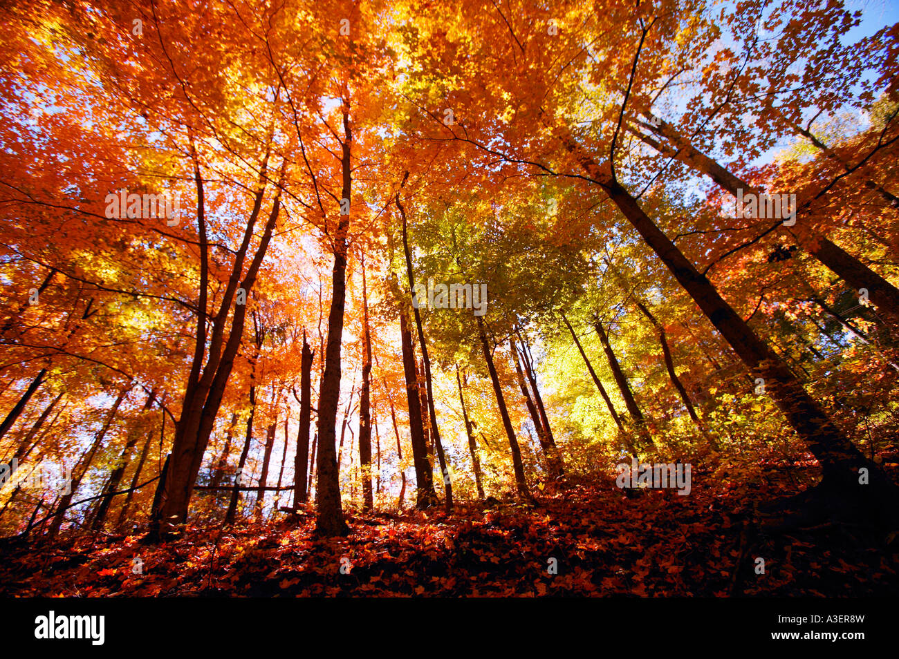 Trees in autumn Stock Photo - Alamy