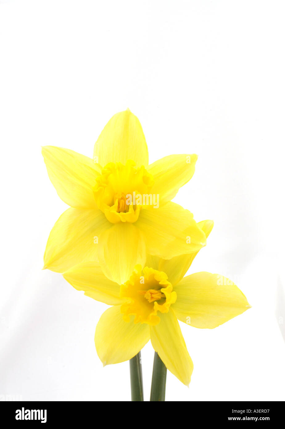 White daffs hi-res stock photography and images - Alamy