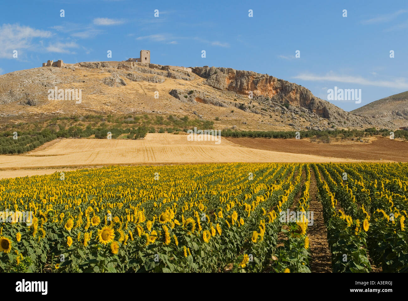 Field of sunflowers in Spain Stock Photo - Alamy