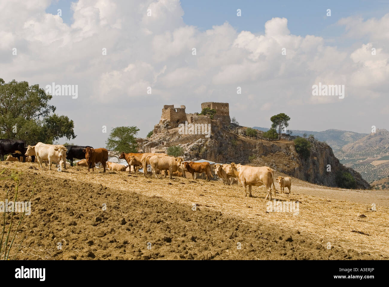 Castle and cattle in Spain Stock Photo - Alamy