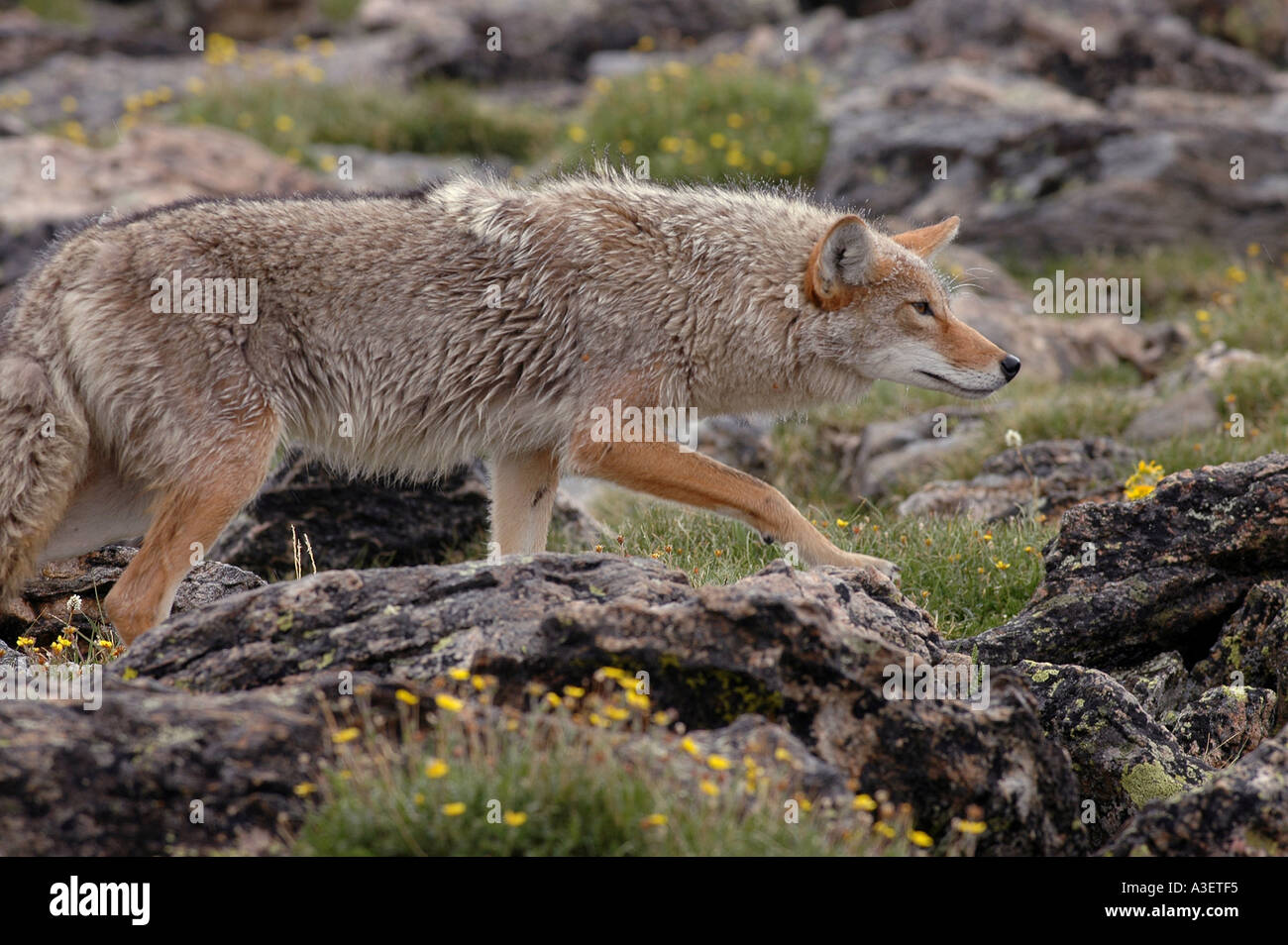 Coyote hunting Rocky Mountain National Park USA Stock Photo - Alamy