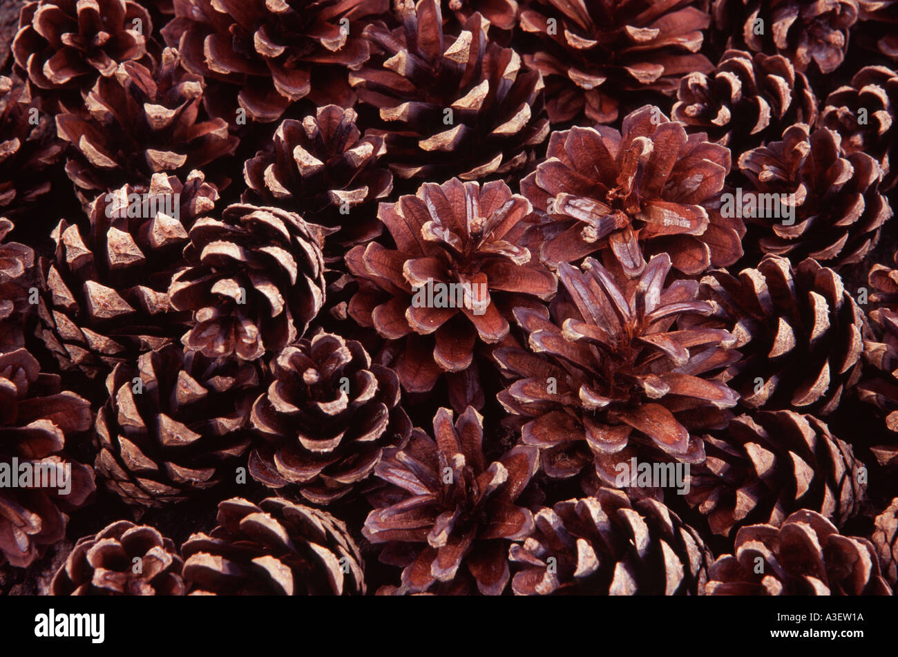 Megastrobili hi-res stock photography and images - Alamy