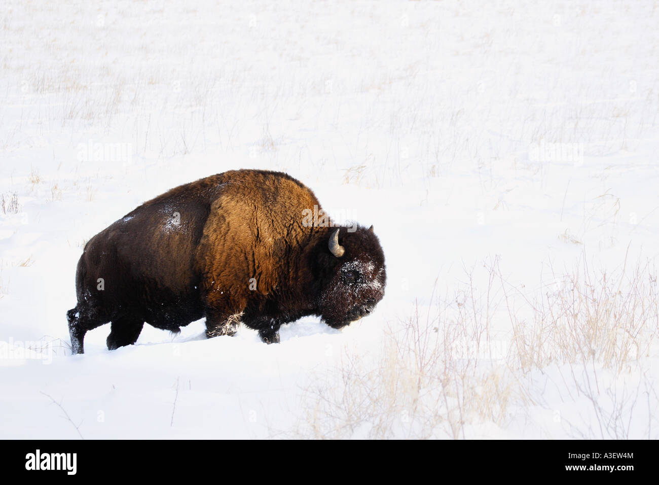 Bison in winter Stock Photo - Alamy