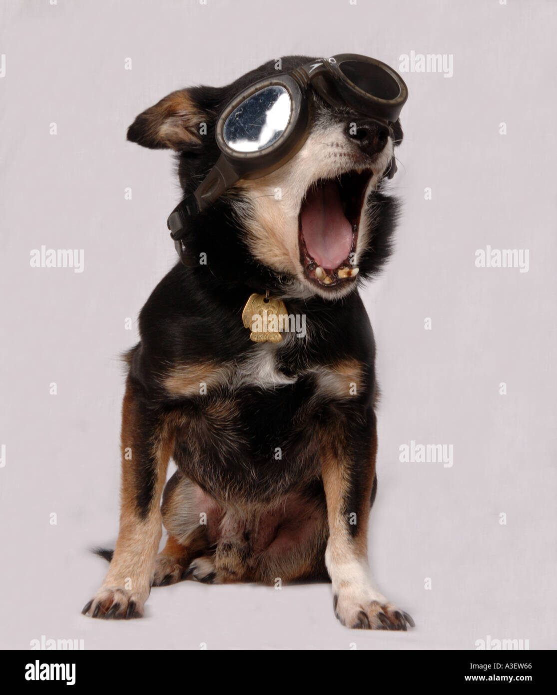 Singing dog funny animal hi-res stock photography and images - Alamy