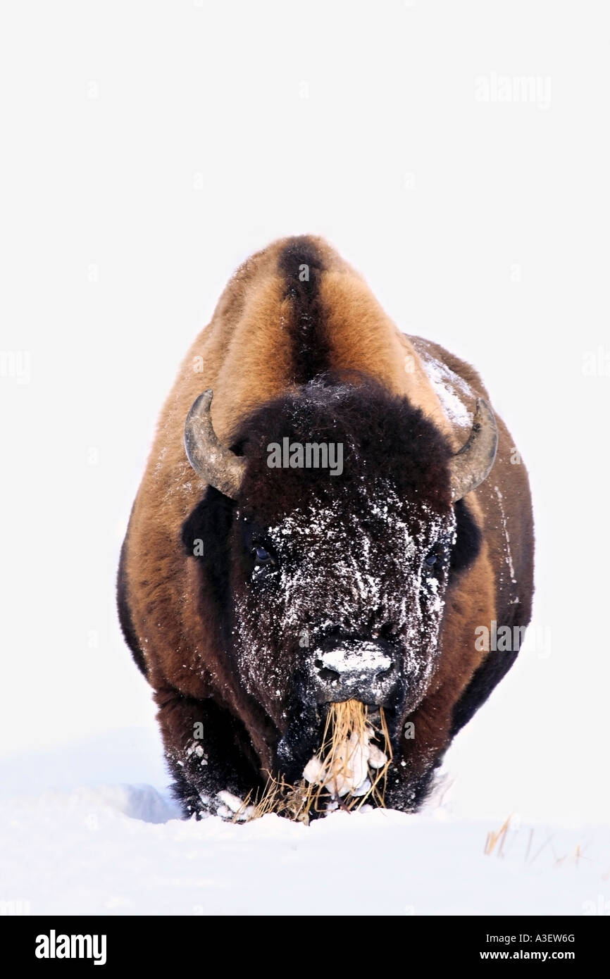 Bison in winter Stock Photo - Alamy