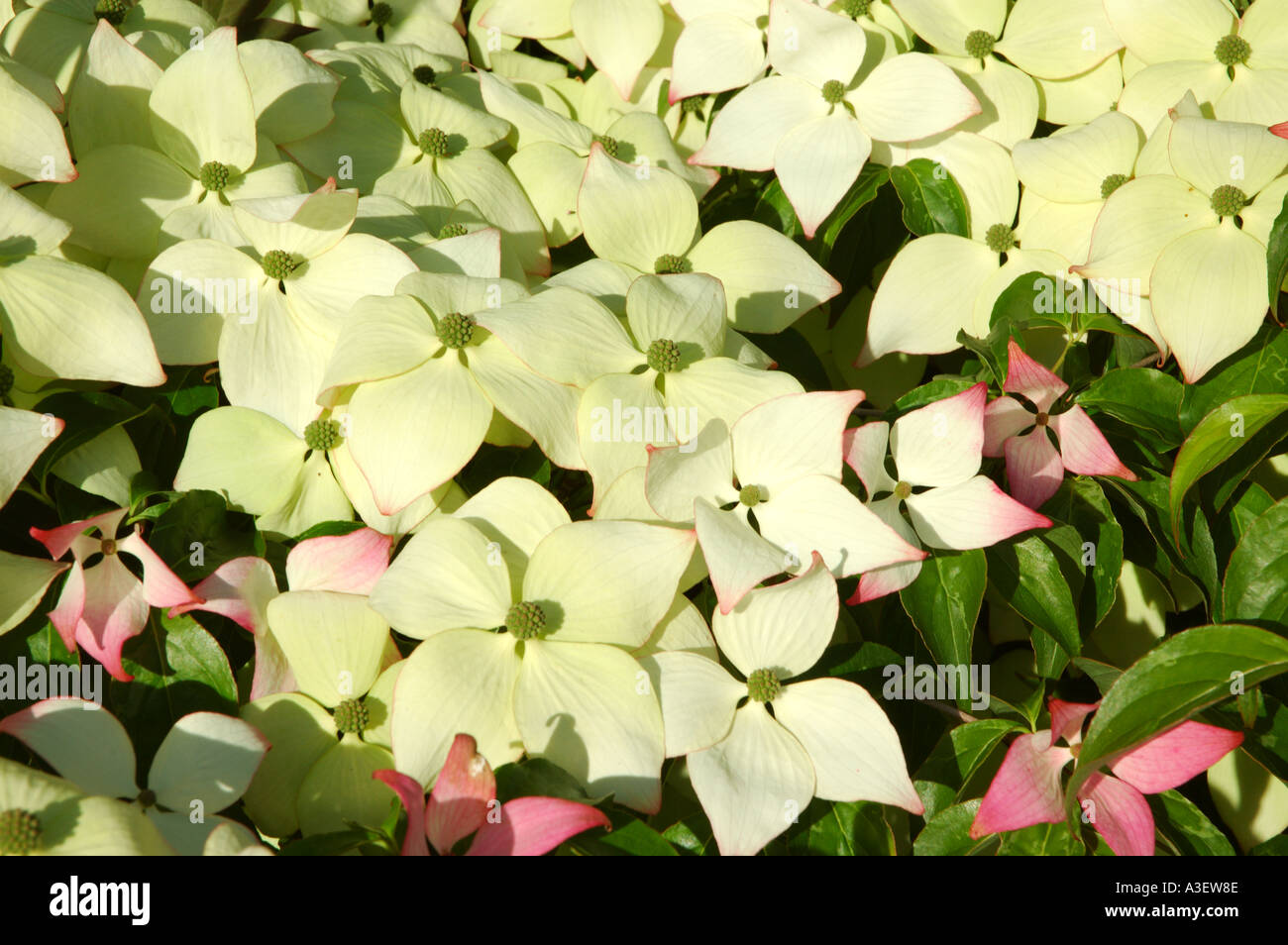 Cornus Kousa var chinensis A spectacular flowering small tree from ...