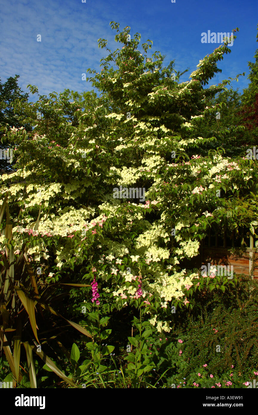 Cornus Kousa var chinensis A spectacular flowering small tree from ...