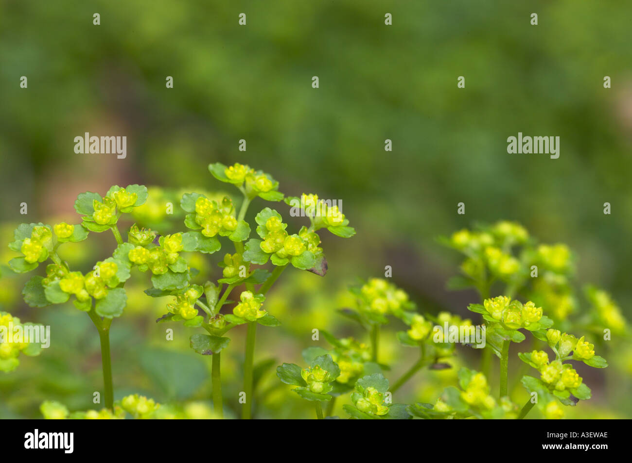 Sun spurge Euphorbia helioscopia growing in woodland Stock Photo - Alamy