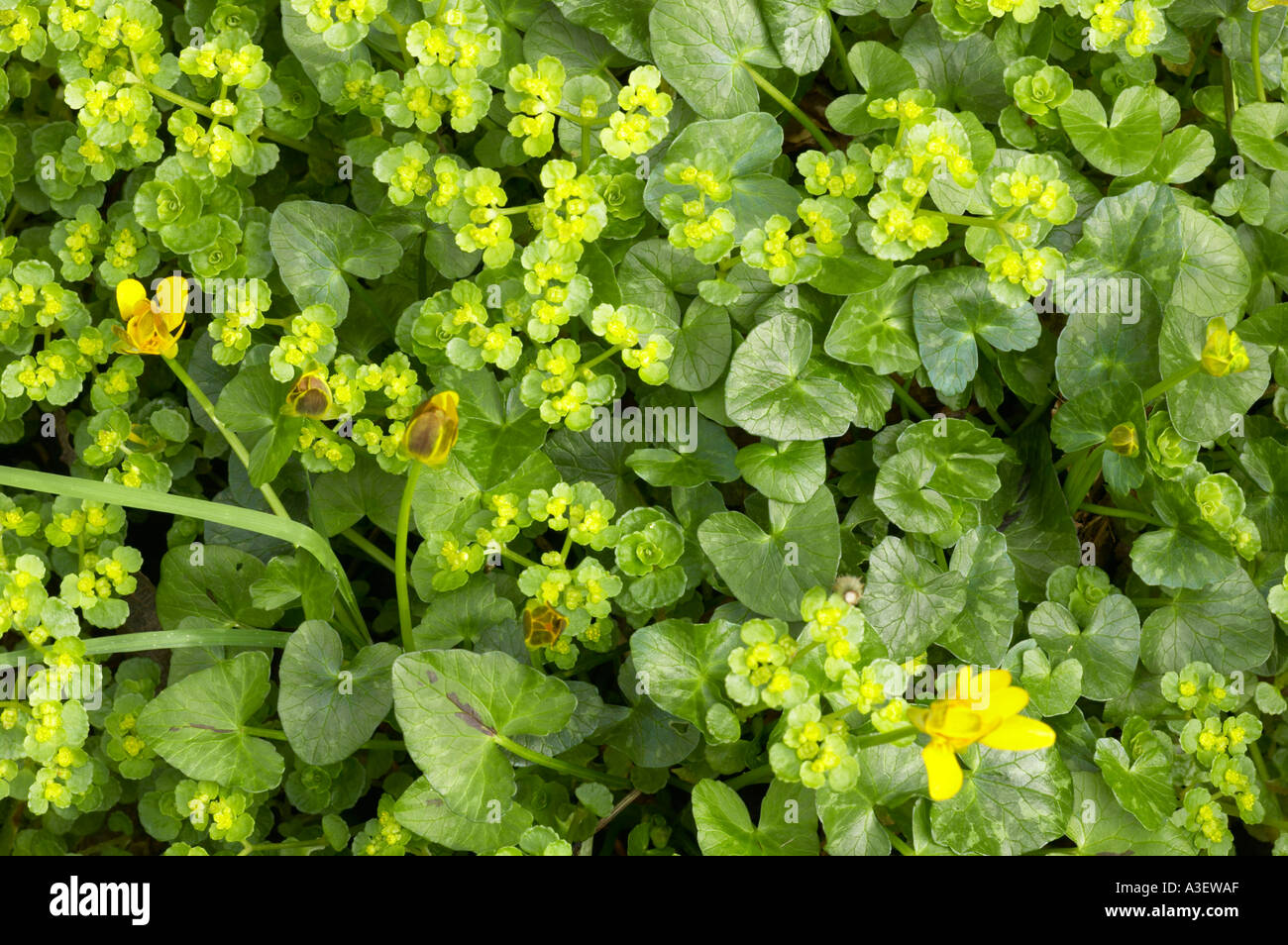 Sun spurge Euphorbia helioscopia growing in woodland Stock Photo - Alamy