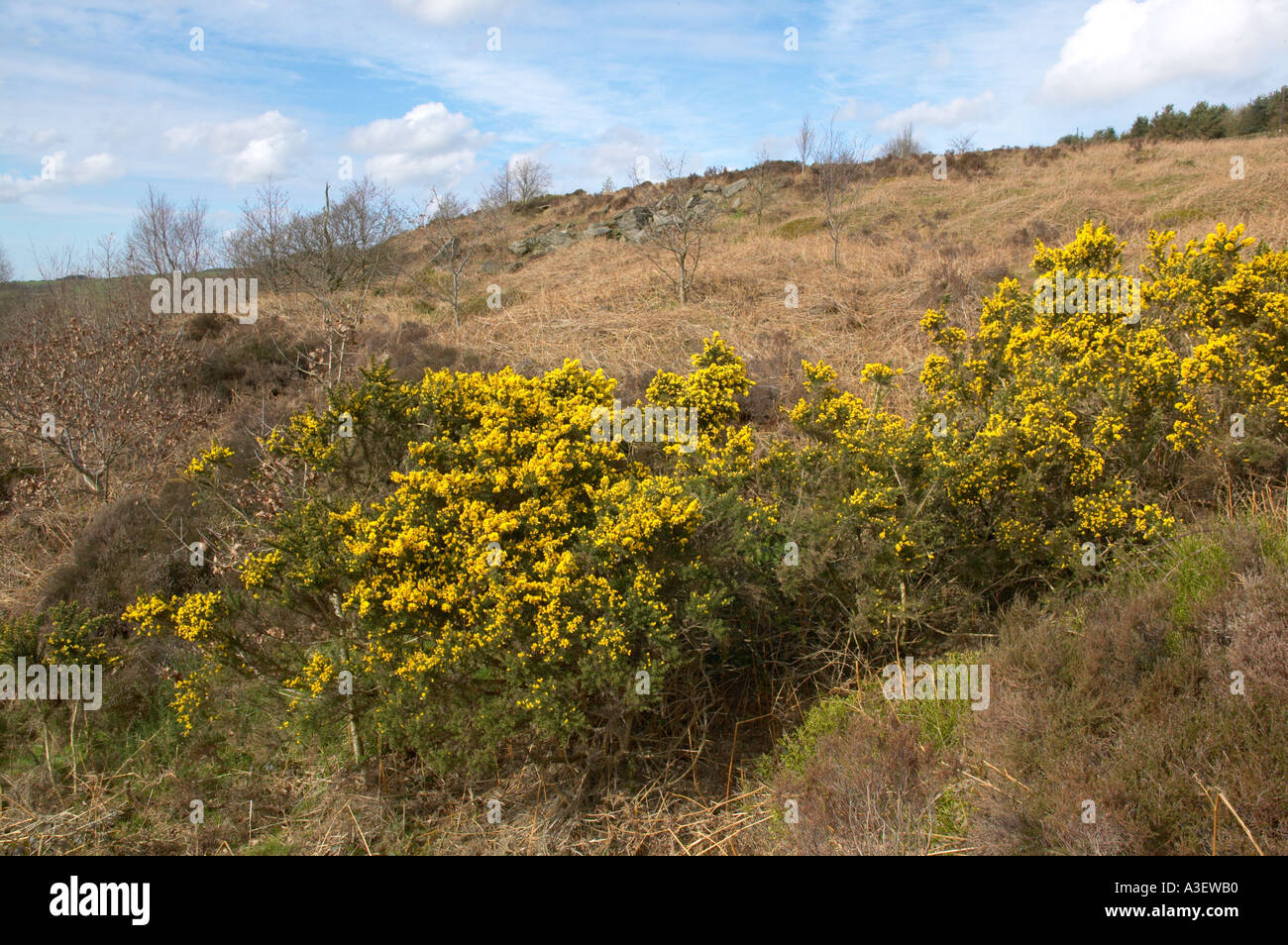 Gorse shrubs growing on upland heath with bracken Lancashire UK Stock ...