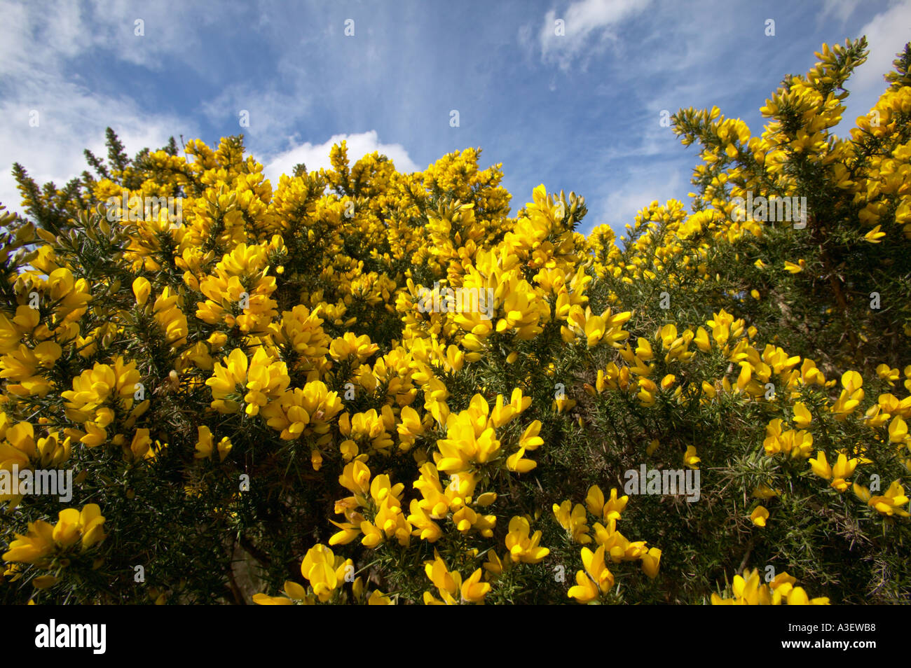Gorse shrubs growing on upland heath with bracken Lancashire UK Stock ...