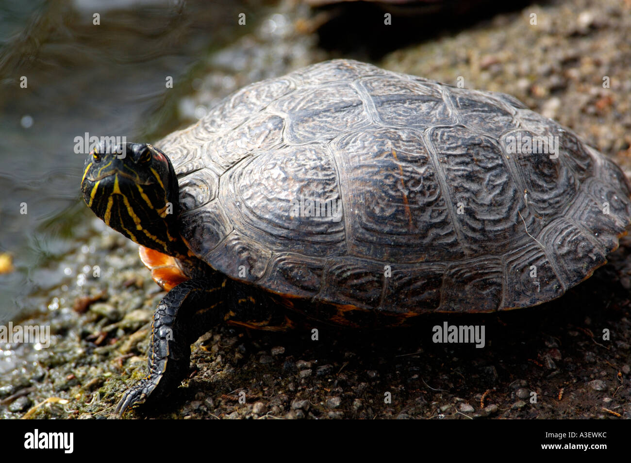 turtle on rock Stock Photo - Alamy