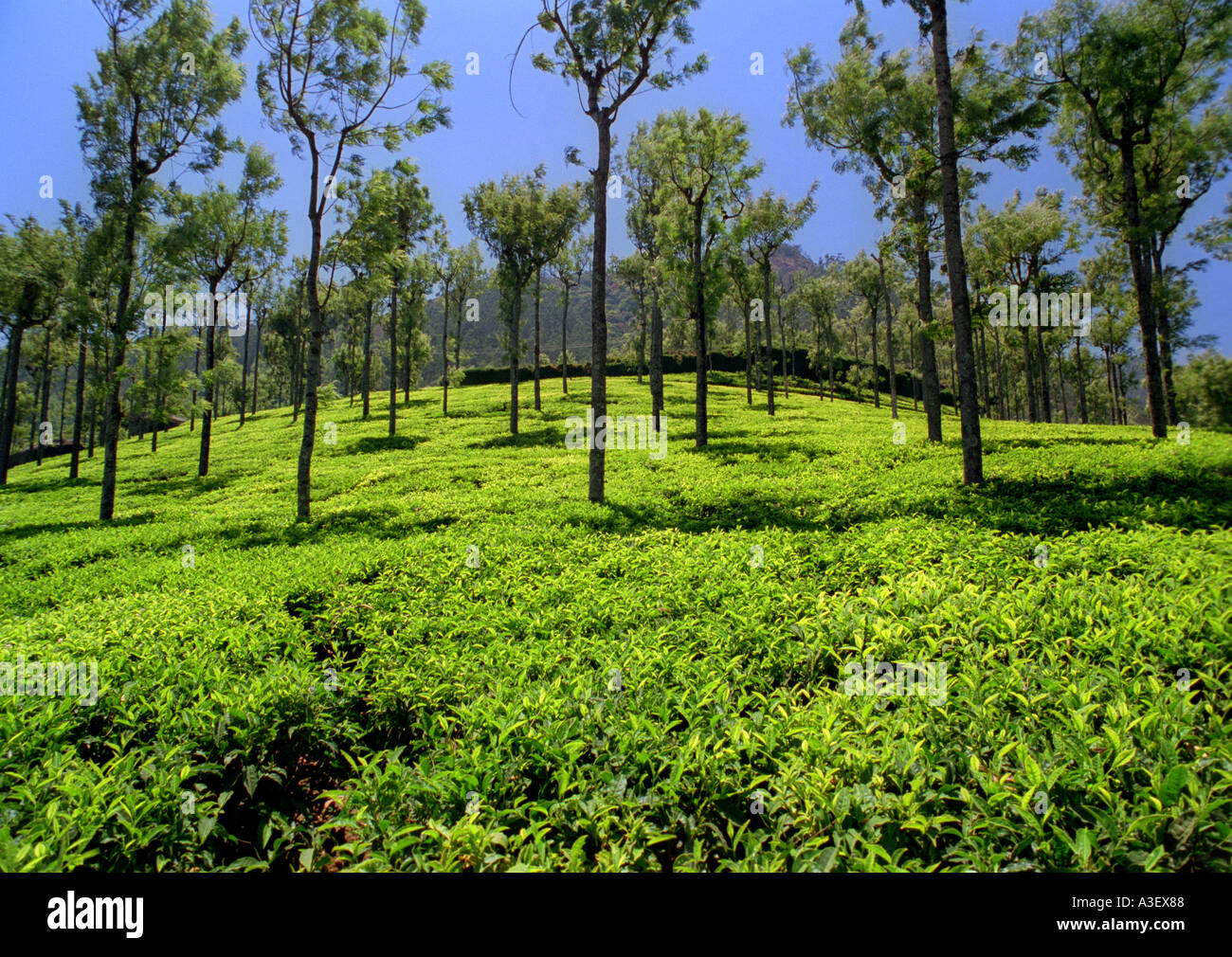 Tea plantation in Ooty, India Stock Photo - Alamy