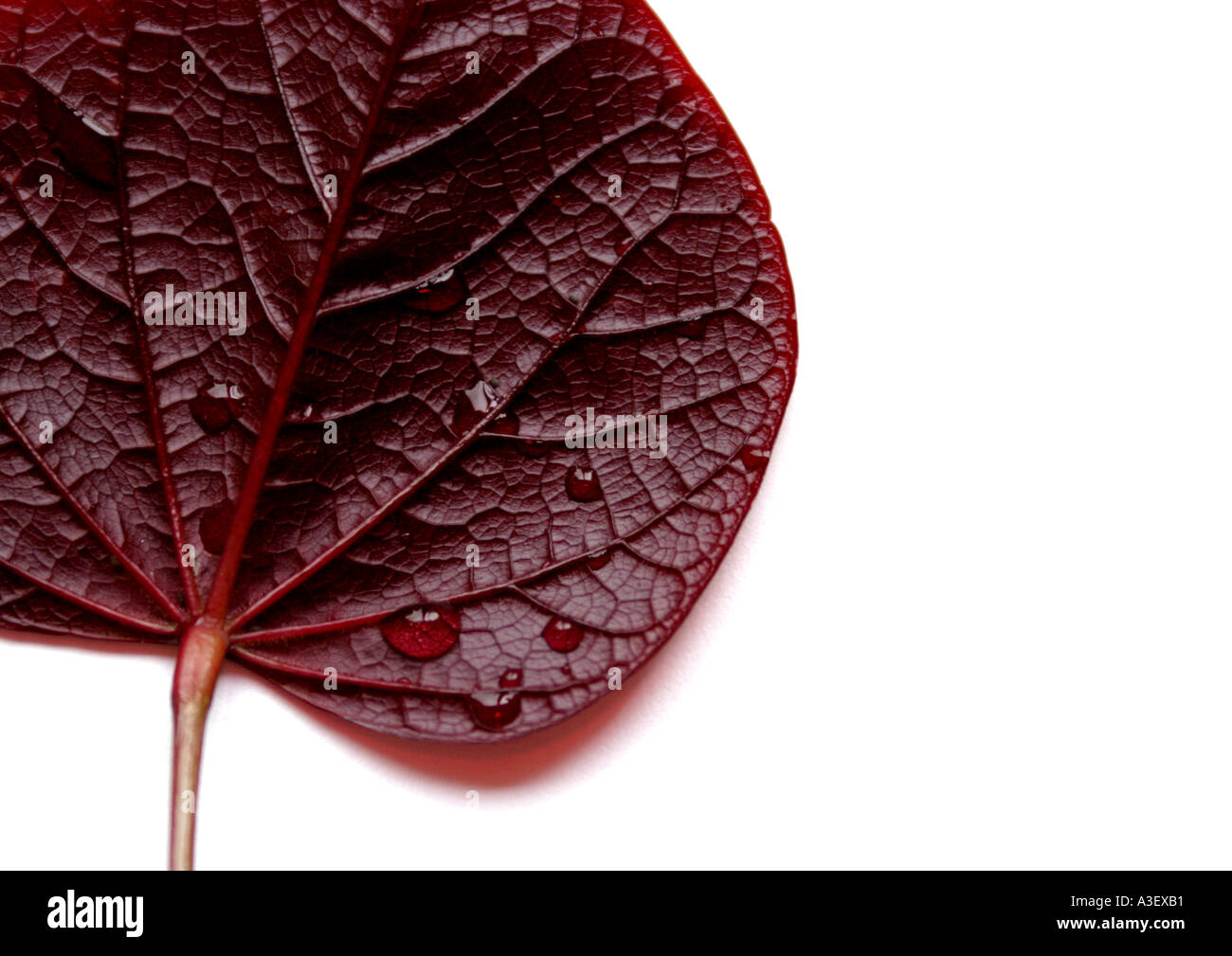 Odd leaf hi-res stock photography and images - Alamy