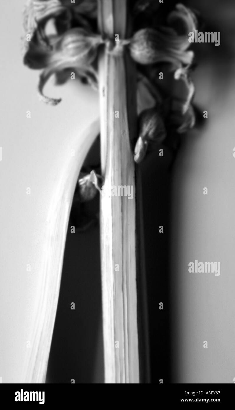 The White Painted Flower Stem Stock Photo - Alamy