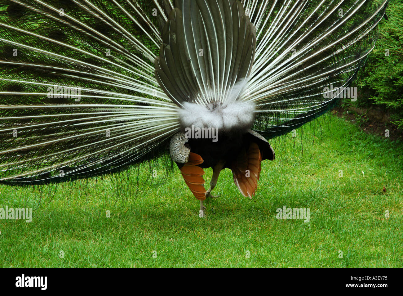 Back side of male peacock displaying wonderful coloured tail feathers ...