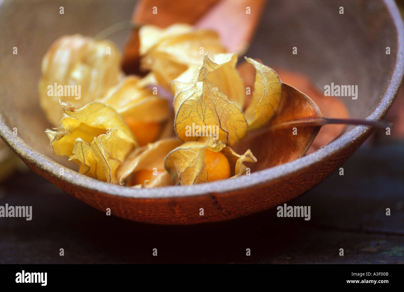 physalis cape gooseberry Stock Photo - Alamy