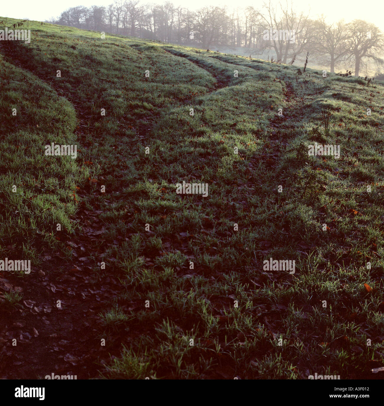 Open grassy woodland hi-res stock photography and images - Alamy