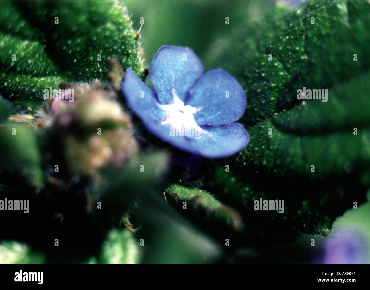 Pretty Blue Flower in sunshine Stock Photo - Alamy