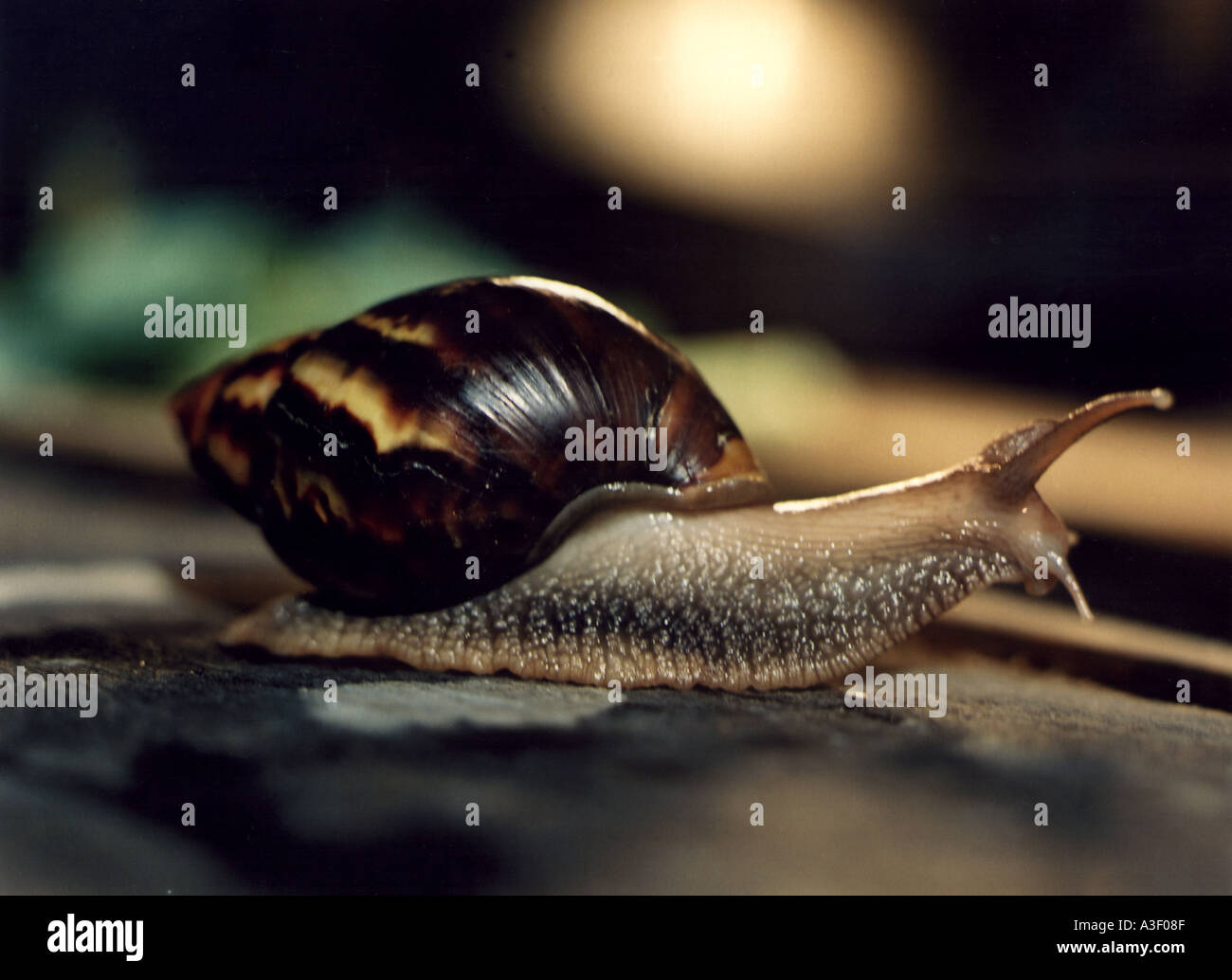snail escargot agriculture Stock Photo - Alamy